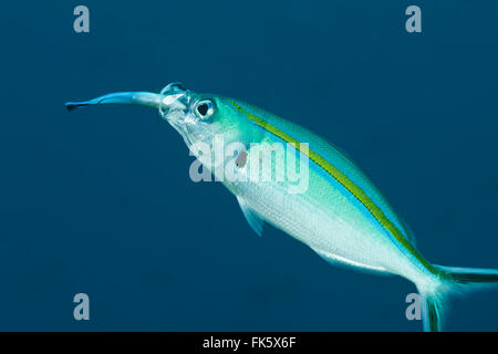 Scissortail Fusilier, Caesio caerulaurea, being cleaned by a Bluestreak ...