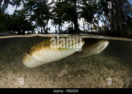 Giant mottled fresh water eels (Anguilla marmorata) in shallows, split ...