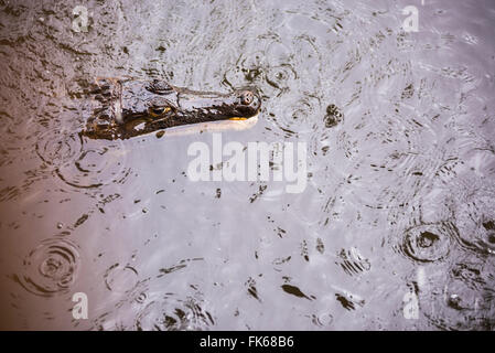 caiman in the amazon rainforest, ecuador Stock Photo - Alamy