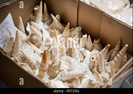 Precious shells fossils collection at Warsaw Mineral Expo 2016, 5th ...