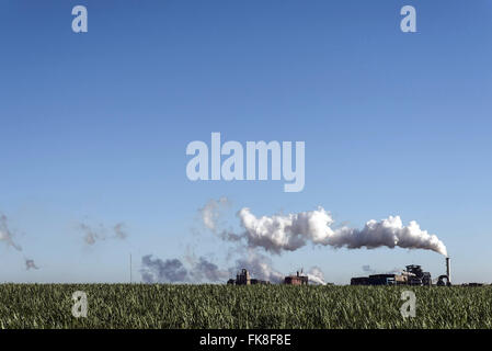 Sugarcane plantation with Usina Rio Pardo in the background Stock Photo ...