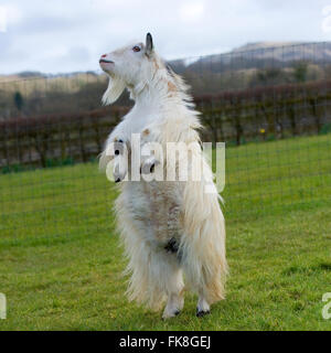 white goat standing on hind legs Stock Photo - Alamy
