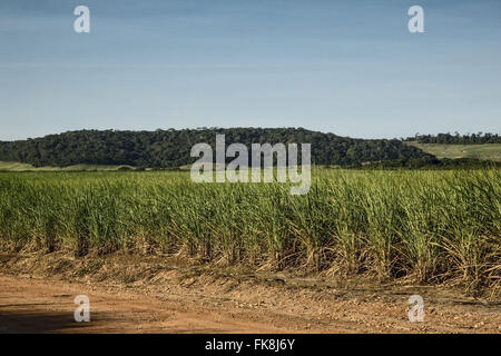 Plantation of cane sugar - Pernambuco forest zone Stock Photo - Alamy