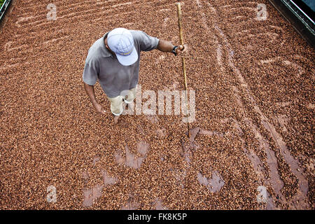 Pulp Cocoa during the drying process Stock Photo - Alamy