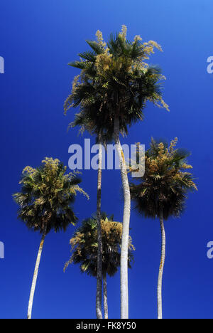 Caranda Palm - Copernicia alba - symbol of the flora of the Pantanal ...