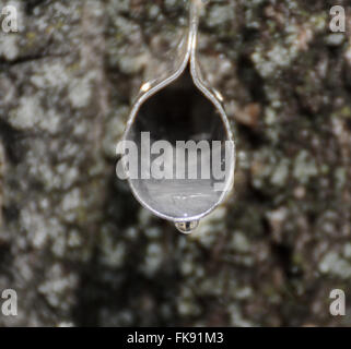 Sap dripping from a spile in a maple tree Stock Photo - Alamy