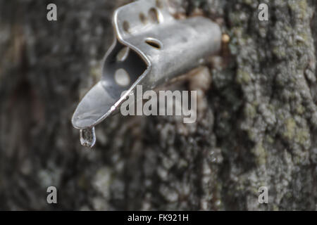 Sap dripping from a spile in a maple tree Stock Photo - Alamy