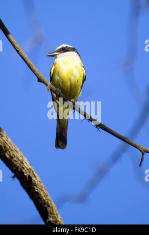 Pitangus sulphuratus (bem-te-vi) bird at Botanical Garden, Rio de ...