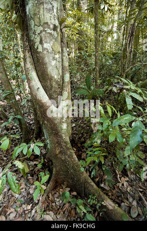 Trunk fig tree-killing pau-embracing tree - Ficus sp Stock Photo - Alamy