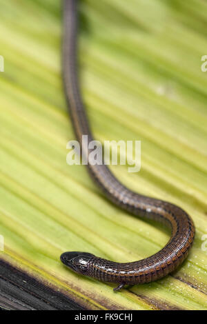 Lizard nickname - Bachia sp Stock Photo - Alamy