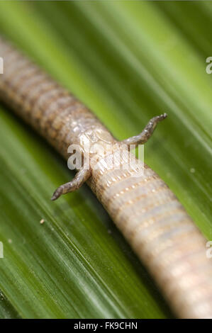 Lizard nickname - Bachia sp Stock Photo - Alamy