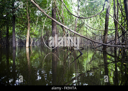 Amazon River floodplain in flood near Iquitos aerial Stock Photo - Alamy