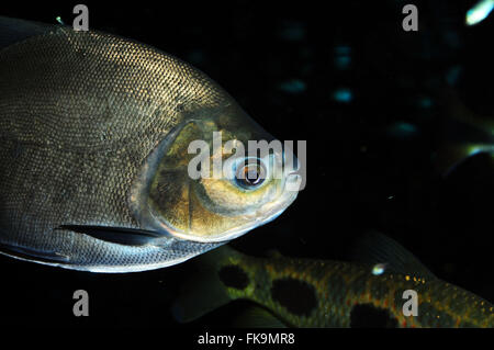Tambacu - hybrid between tambaqui and pacu fish-snapper Stock Photo - Alamy