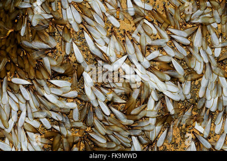 Termites - the winged stage are called siriris or hallelujah Stock ...