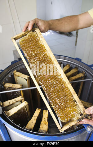 Beehive - honey extraction Stock Photo - Alamy