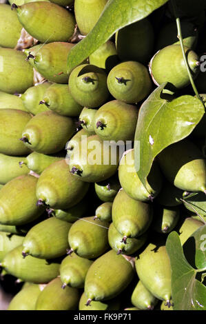 Brazil, Pantanal: Fruits of the Acuri palm tree Stock Photo - Alamy