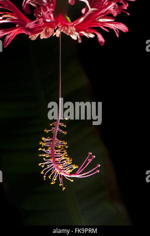 Detail of hibiscus - Hibiscus sp Stock Photo - Alamy