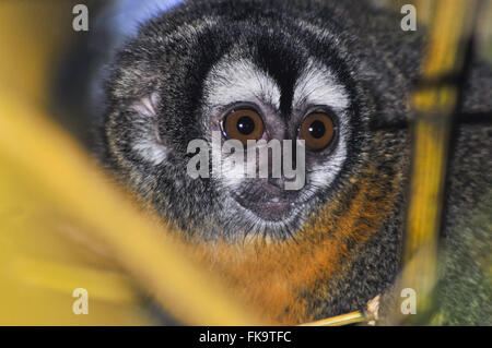 Northern Night Monkey (Aotus trivirgatus) portrait, Amazon ecosystem ...