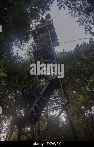 Observation tower in a forest Stock Photo - Alamy