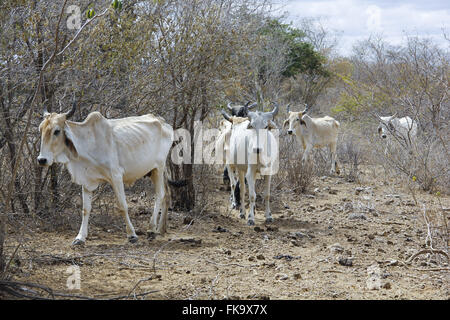 Skinny cattle through the scrub vegetation of the Bahian backlands ...
