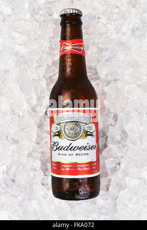 Bottle of ice cold Budweiser Beer, USA Stock Photo, Royalty Free Image ...