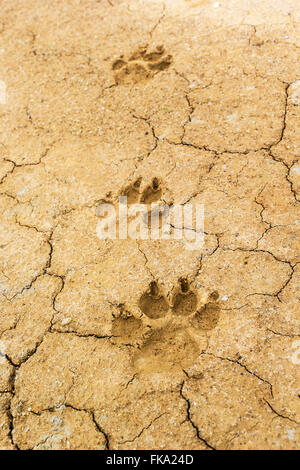 Photo of dog (animal) footprint on the tropical beach Stock Photo - Alamy