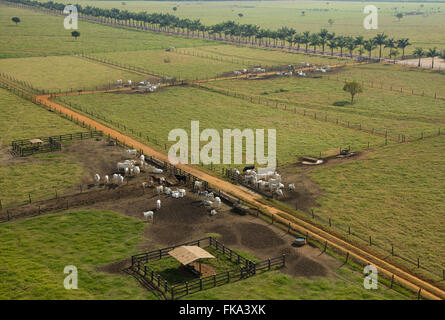 Aerial view of farm creation of extensive beef cattle Stock Photo - Alamy
