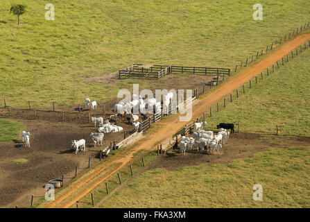 Aerial view of farm creation of extensive beef cattle Stock Photo - Alamy