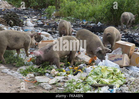 Pigs feeding on garbage dumped in a vacant lot near the city Stock ...