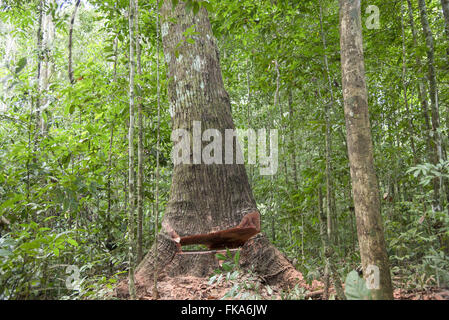MASSARANDUBA, MANILKARA BIDENTATA Stock Photo - Alamy