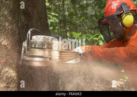 Chainsaw operator cutting tree Jatoba Stock Photo: 97955061 - Alamy
