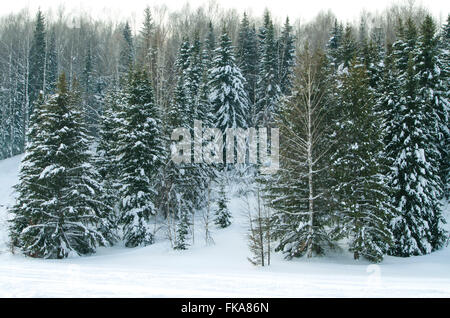 Russia, Siberia, birch, birch tree, birch forest, birch trunk, tree ...