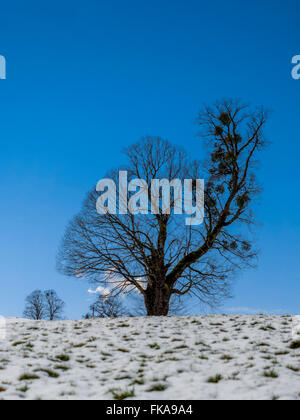 Germany. Winter landscape with single tree Stock Photo - Alamy