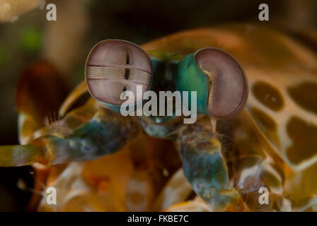The mantis shrimp, Odontodactylus scyllarus, is also known as a clown ...