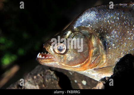 Piranha, adult portrait, shows teeth, Pantanal, Mato Grosso, Brazil ...