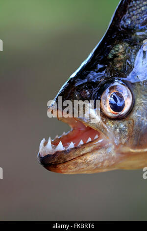 Piranha, adult portrait, shows teeth, Pantanal, Mato Grosso, Brazil ...
