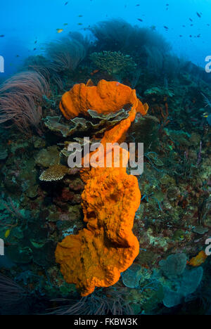 Orange Elephant Ear Sponge and Red Finger Sponge, Agelas clathrodes ...