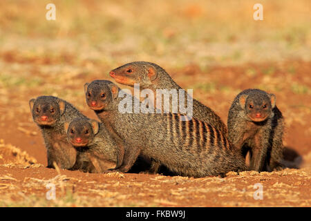 Banded mongoose, group with young at den, Kruger Nationalpark, South ...