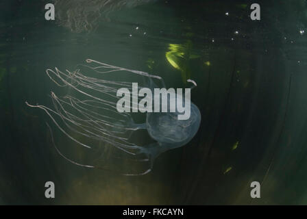 Box jellyfish in mangroves (Chironex sp Stock Photo - Alamy