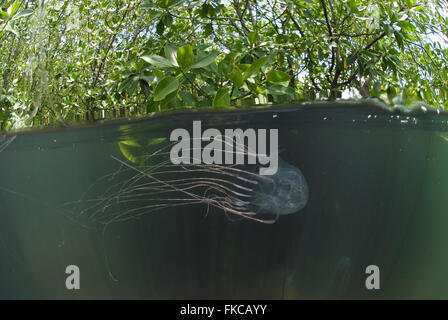 Box jellyfish in mangroves (Chironex sp Stock Photo - Alamy