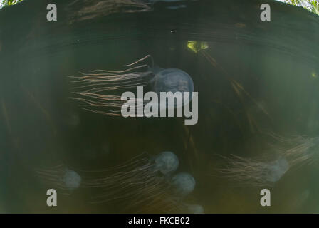 Box jellyfish in mangroves (Chironex sp Stock Photo - Alamy
