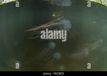 Box jellyfish in mangroves (Chironex sp Stock Photo - Alamy