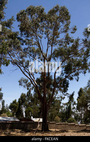 Eucalyptus tree in Addis Ababa, Ethiopia Stock Photo - Alamy