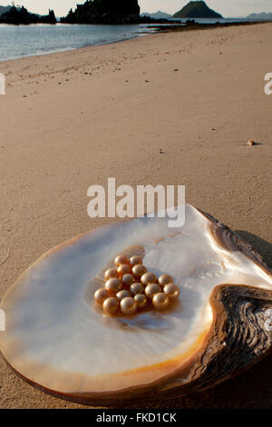 Pearl oyster Pinctada maxima with pearl Stock Photo - Alamy