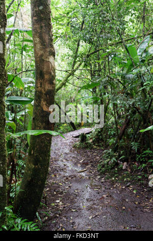 A dirt road passing through a forest with trees against a blue sky ...