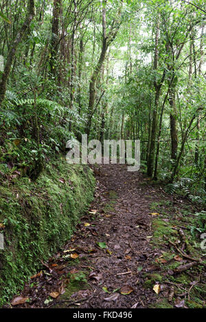 A dirt road passing through a forest with trees against a blue sky ...