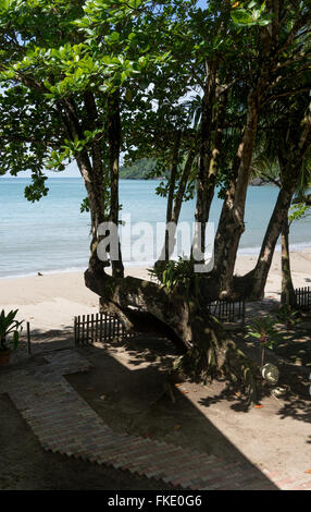 Trees on the beach, Trinidad, Trinidad and Tobago Stock Photo - Alamy