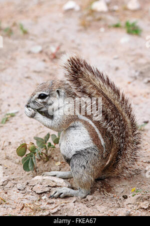Namibia, Xerus, african ground squirrel, wildlife Stock Photo - Alamy