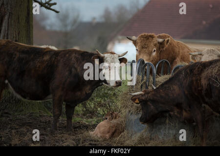 Cow grazing France crisis farmer Stock Photo - Alamy