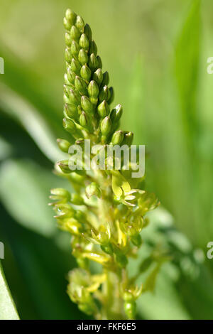Close up of a common twayblade (neottia ovata) orchid Stock Photo - Alamy